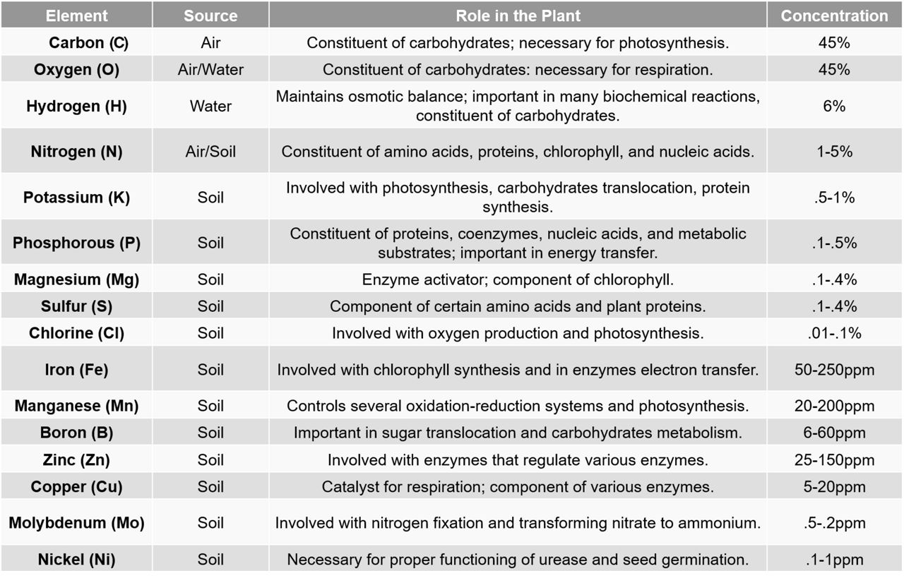 Corn Nutrition 101 | Crop Science US