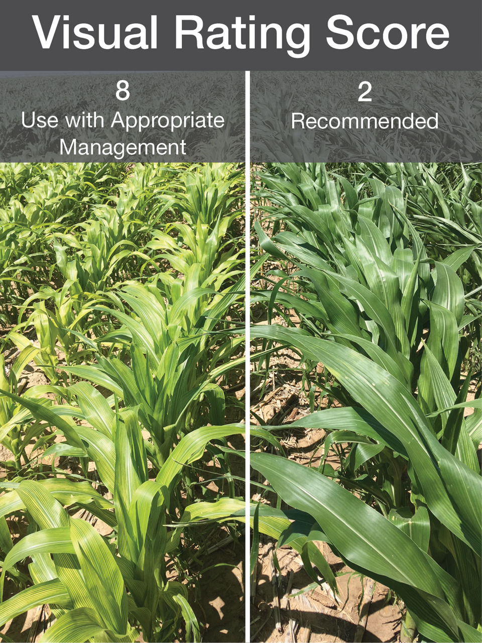Channel® Brand Corn Products Response to High pH Soils | Crop Science US