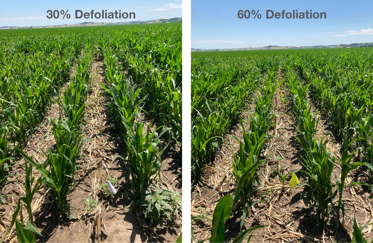 Impact of Defoliation Timing and Severity in Short Stature Corn