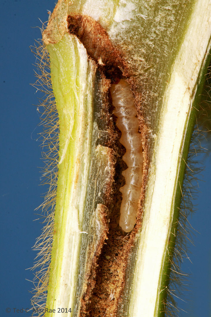 Lodging of Soybeans | Crop Science US