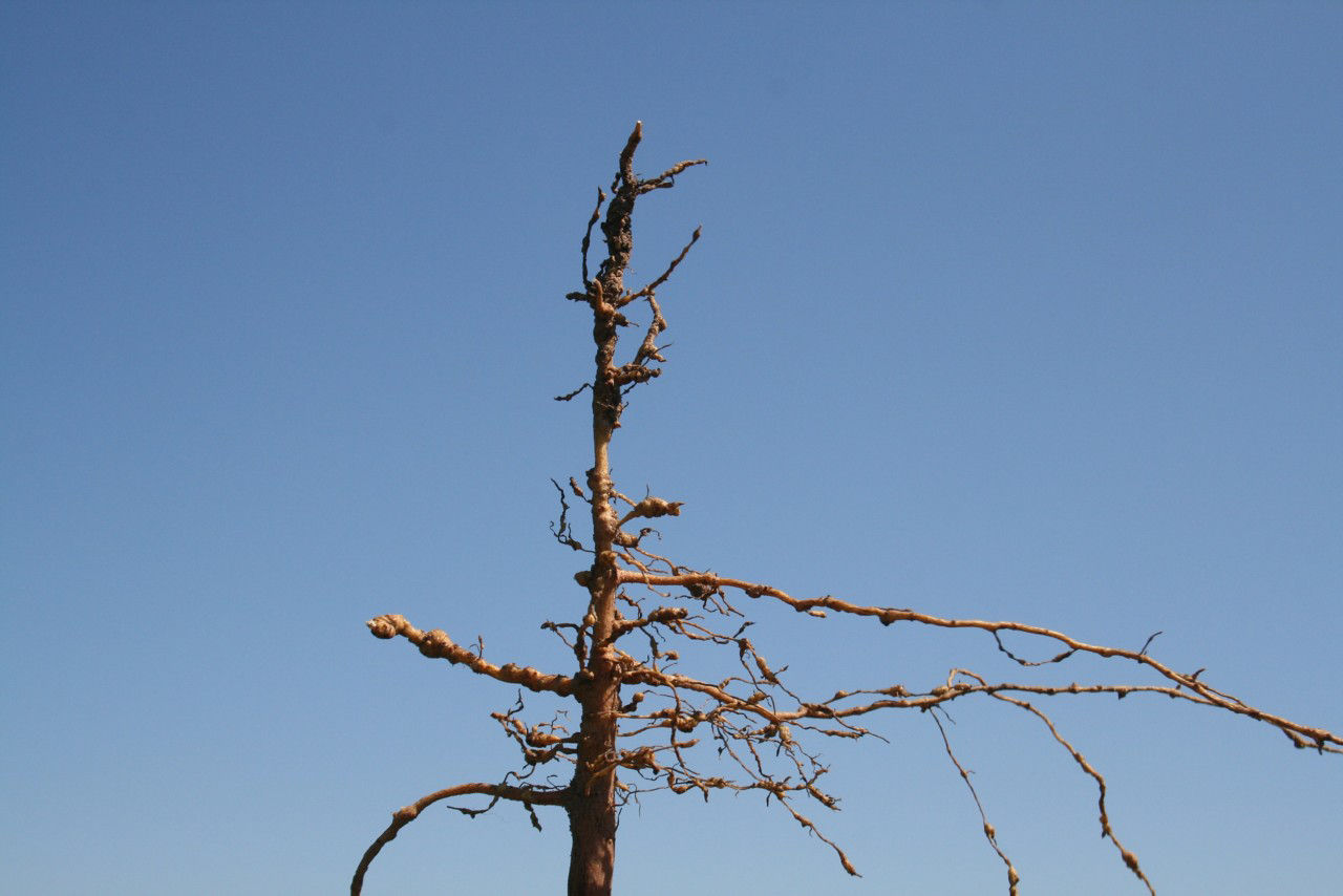 Tailored Solutions to Manage Reniform Nematodes in Cotton | Crop Science US