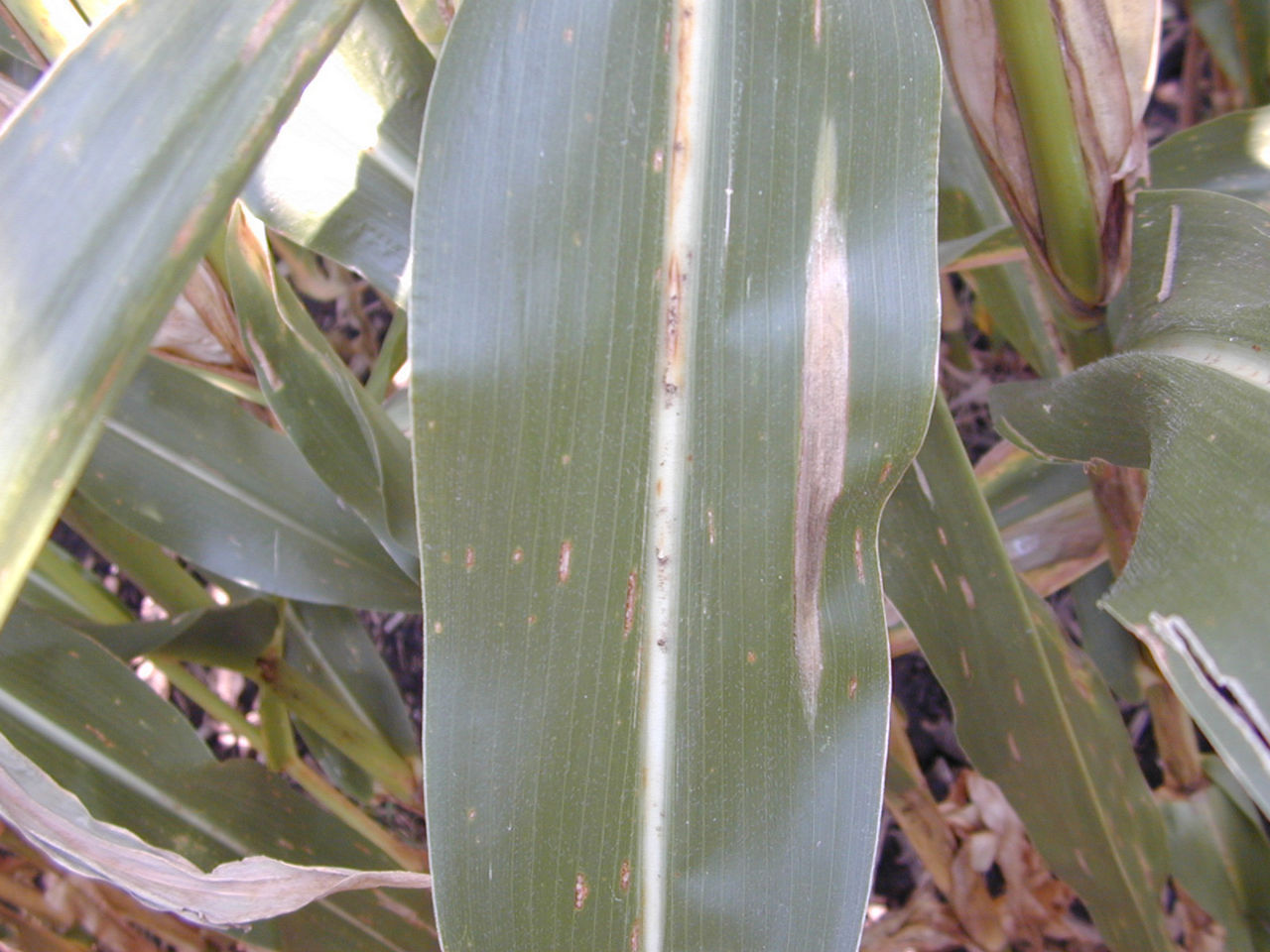 Factors That Promote Corn Diseases | Crop Science US