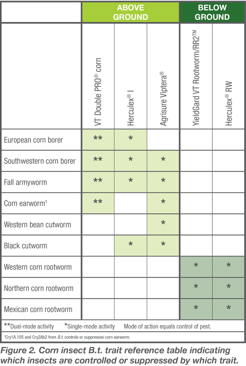 Selecting Traits for Managing Corn Insects | Crop Science US