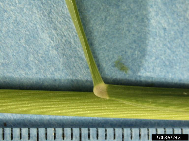 Identification and Control of Barnyardgrass | Crop Science US
