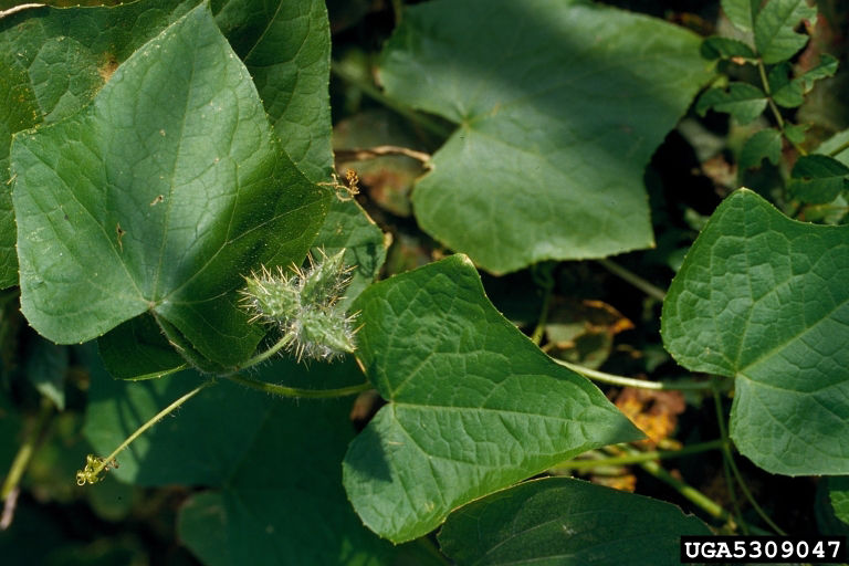 Weeds on Your Farm | Crop Science US