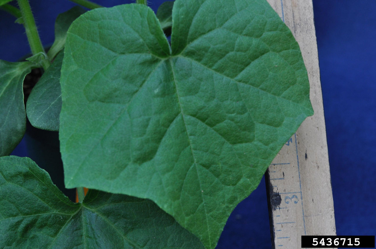 Weeds on Your Farm | Crop Science US