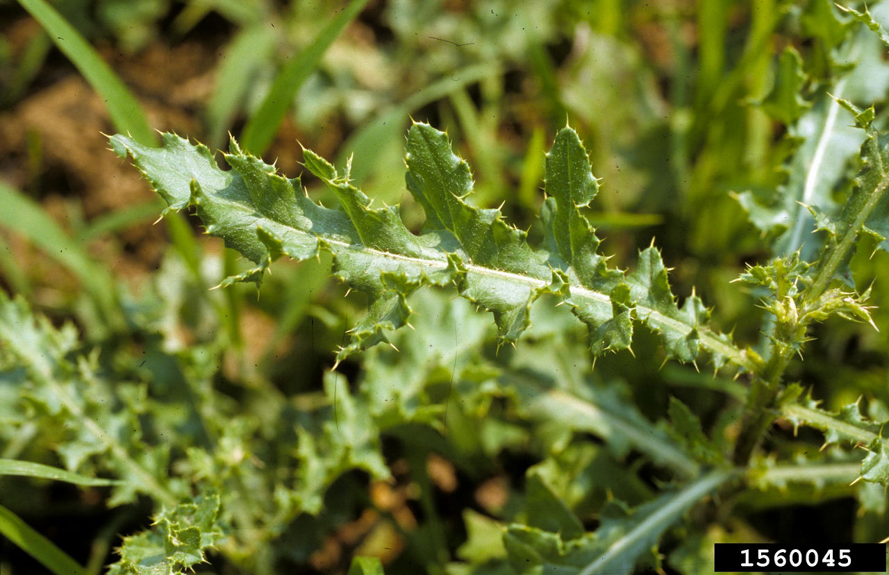 Common weeds that impact management decisions | Bayer Crop Science Canada