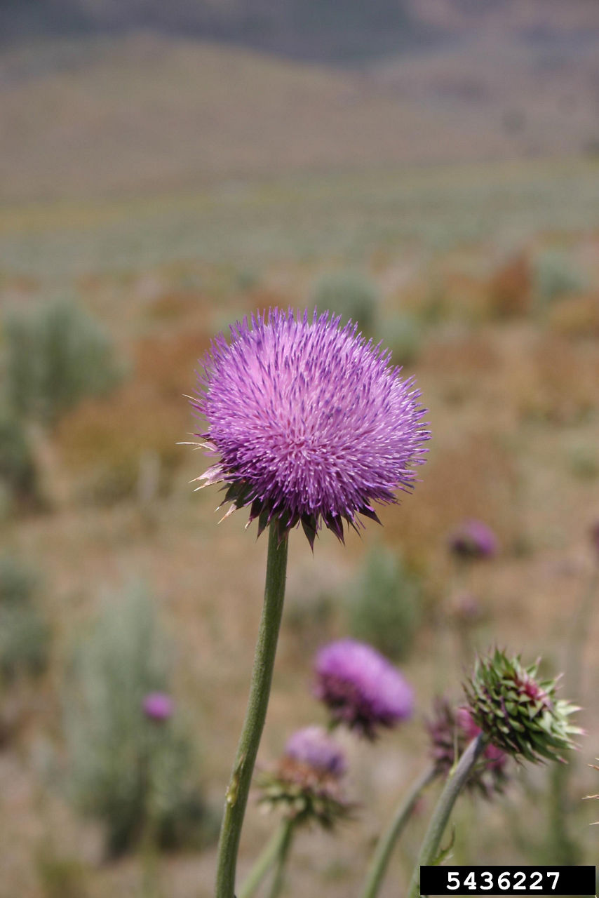 Common weeds that impact management decisions | Bayer Crop Science Canada
