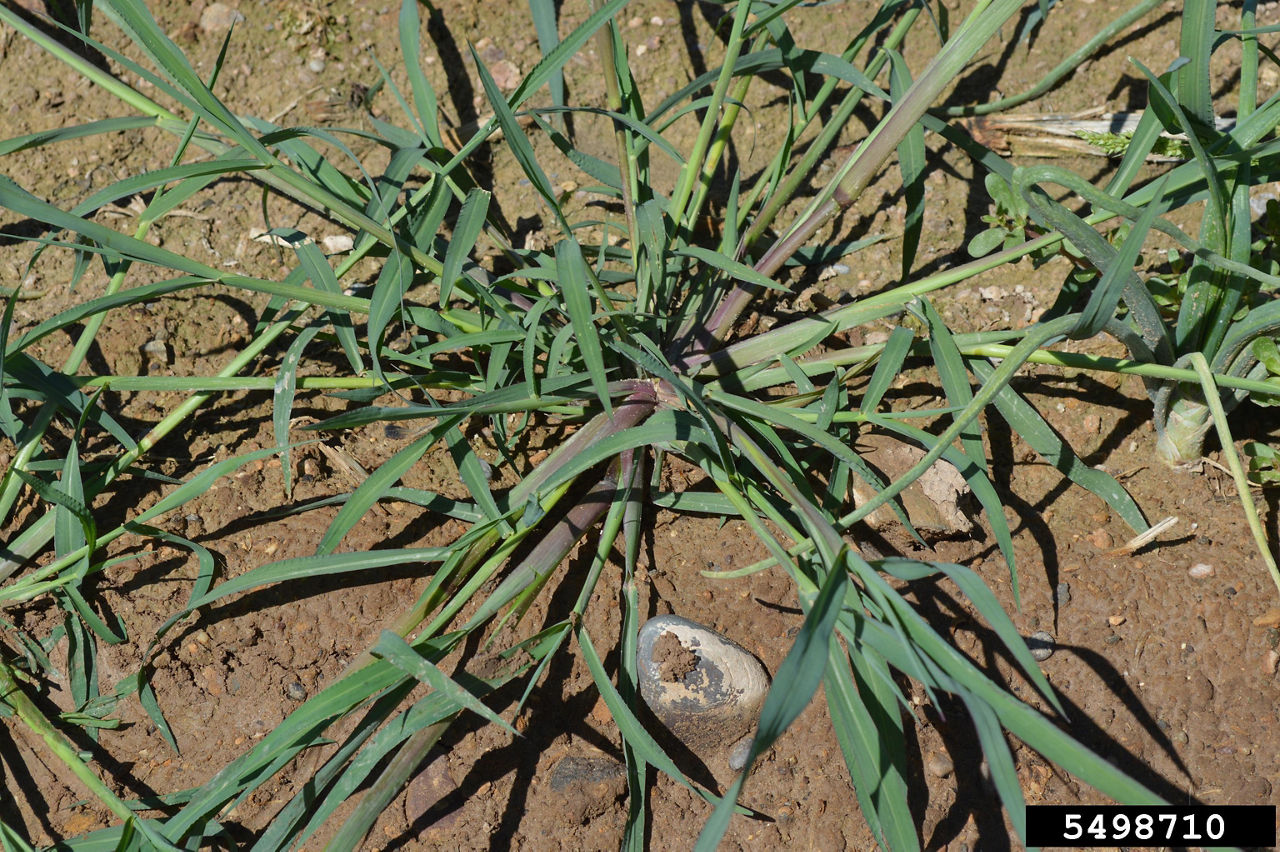 Common weeds that impact management decisions | Bayer Crop Science Canada