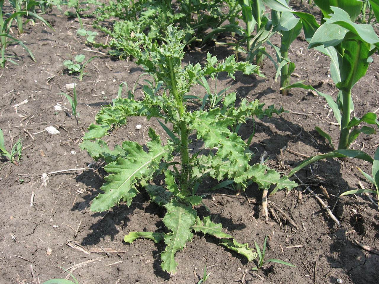 Common weeds that impact management decisions | Bayer Crop Science Canada