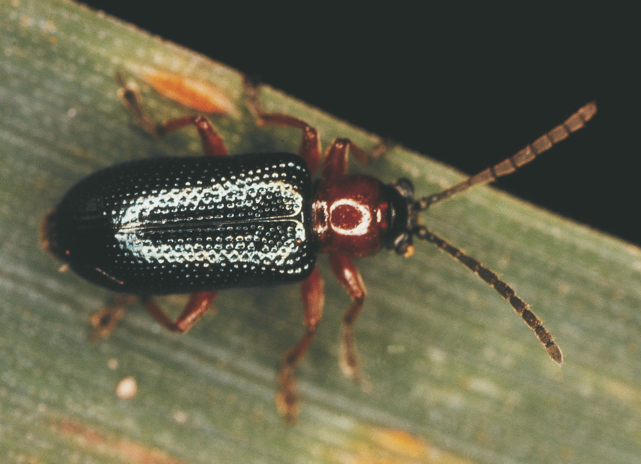 Wheat Insect Calendar | Crop Science US