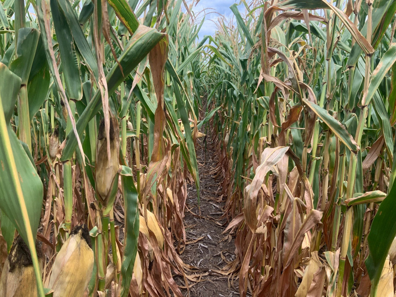 Dryland Corn Planting Depth by Population Study | Crop Science US