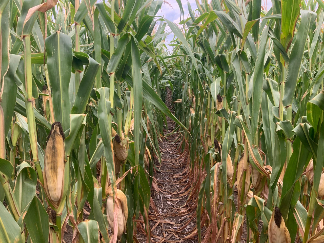 Dryland Corn Planting Depth by Population Study | Crop Science US