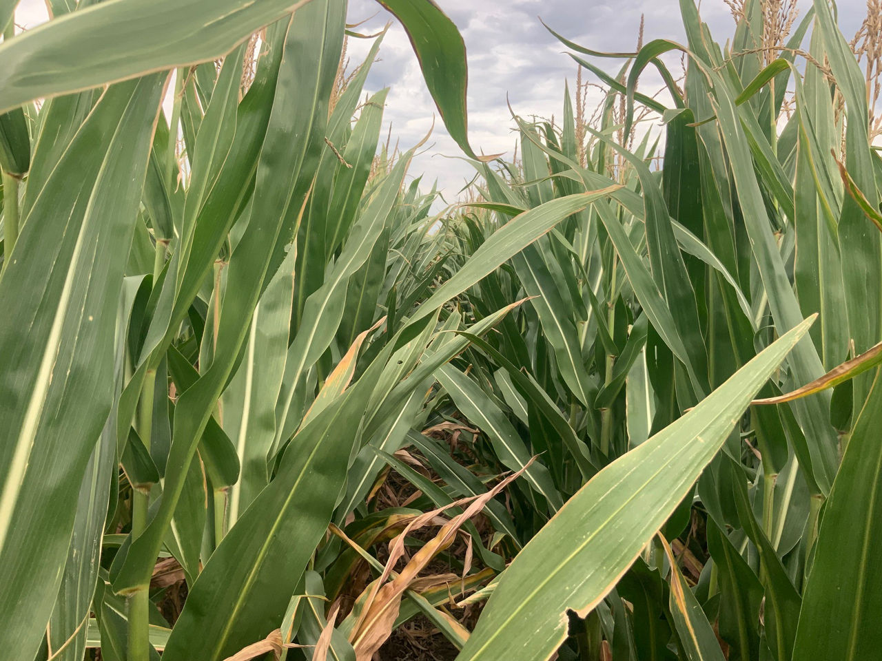 Dryland Corn Planting Depth by Population Study | Crop Science US