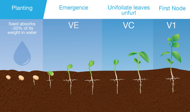Factors that Affect Soybean Germination and Emergence | Crop Science US