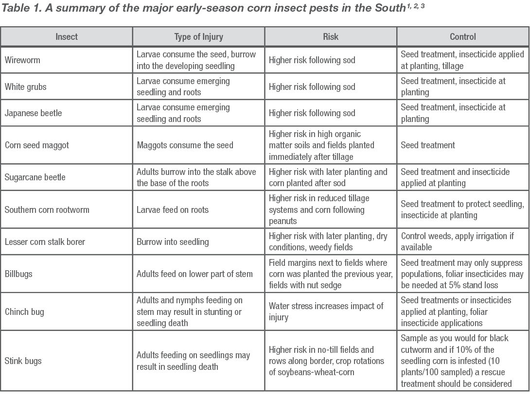 Do I Need to Apply an Insecticide to Manage Early-season Corn Insects ...