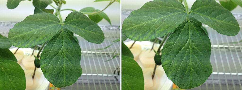 Asgrow Soybean Nutrient Deficiency | Crop Science US