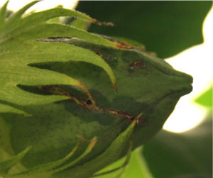 Bacterial Blight in Cotton | Crop Science US