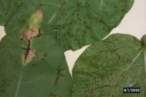 Bacterial Blight in Cotton | Crop Science US