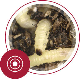 #TraitAnswers | What Makes SmartStax® Pro with RNAi Technology ...