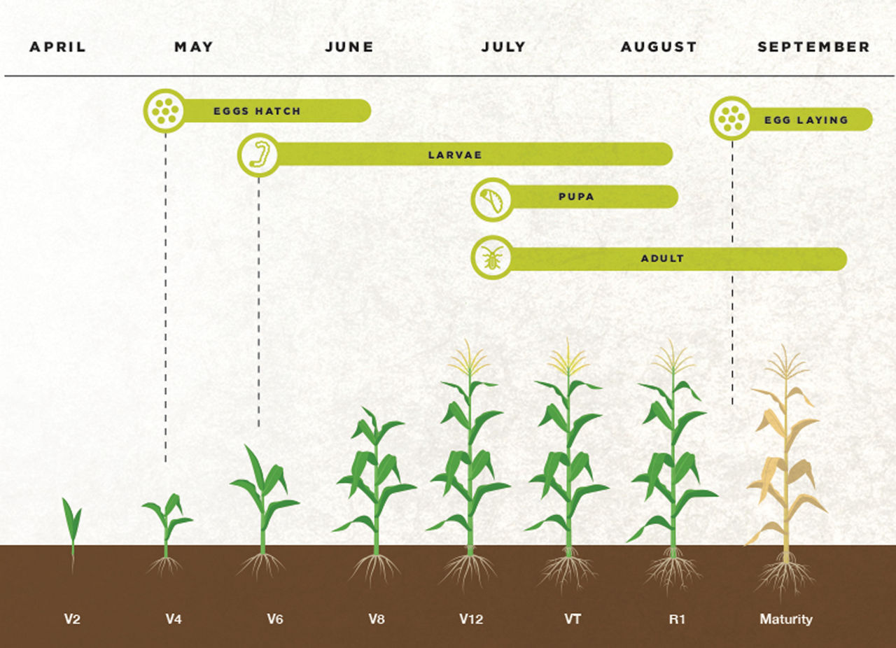 Staying Ahead of the Billion-Dollar Bug | Crop Science US