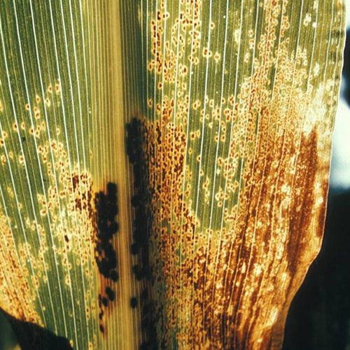 Physoderma Brown Spot and Stalk Rot in Corn