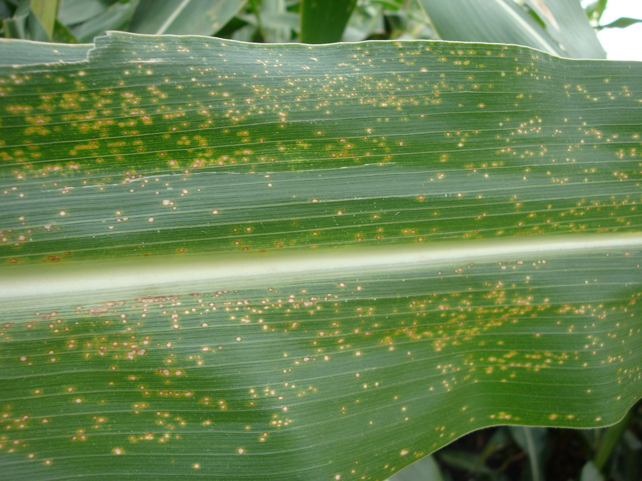 Holcus Leaf Spot in Corn | Crop Science US