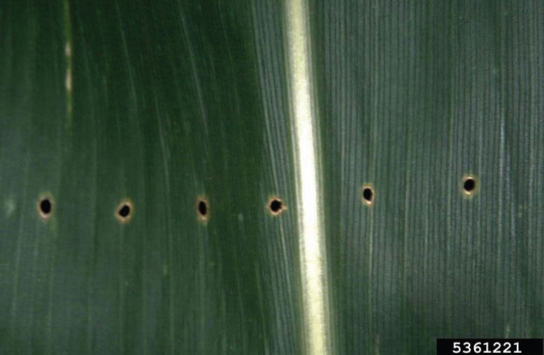 European Corn Borer: Biology, Crop Injury, Scouting & Management Guide ...