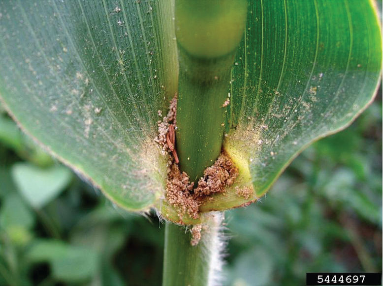 European Corn Borer: Biology, Crop Injury, Scouting & Management Guide ...