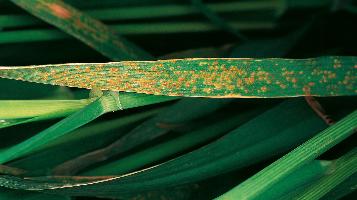 Graudaugu slimību noteicējs | Bayer
