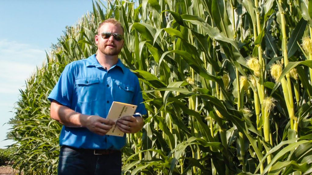 #TraitAnswers | How to Set Up Sticky Traps in a Corn Field | Crop ...