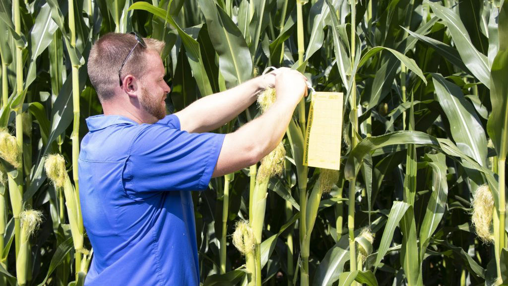 #TraitAnswers | How to Set Up Sticky Traps in a Corn Field | Crop ...
