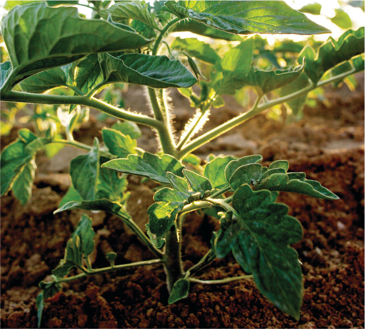 Biological Fungicides for Potatoes: Minuet® & Serenade® OPTI | Bayer ...