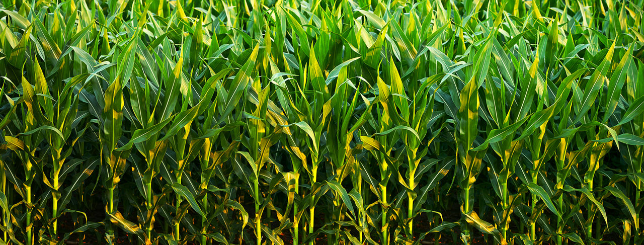 DEKALB® Corn Seed | High-Yield Corn Hybrids | Bayer Crop Science Canada