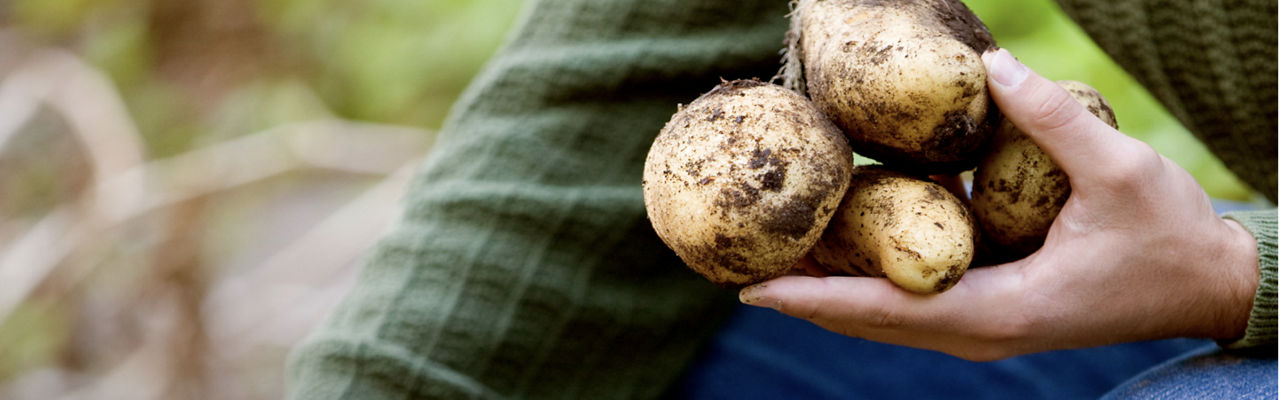 Nematicides | Bayer Crop Science Canada