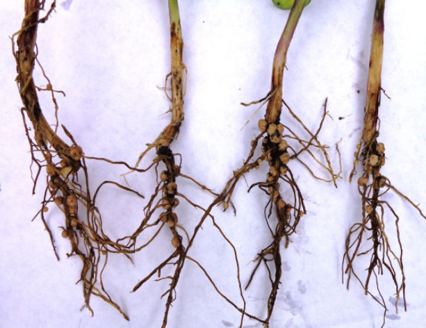 Plant-Rhizobia Relationship | Crop Science US