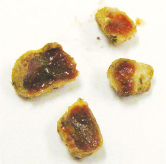 Plant-Rhizobia Relationship | Crop Science US