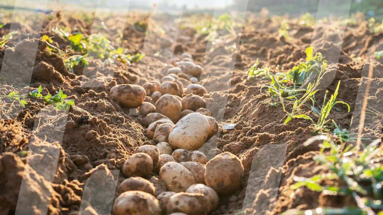 Root and Tuber | Crop Science Australia