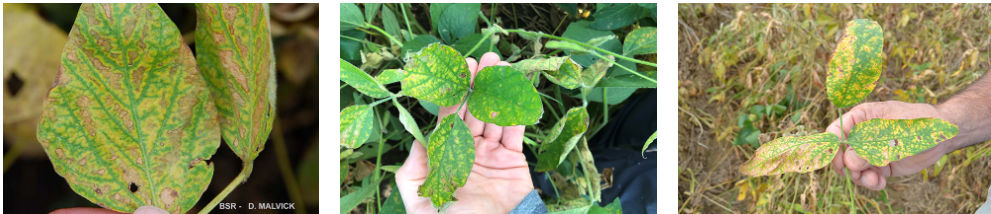 How to Distinguish the Difference Between Phytophthora and Stem Canker ...