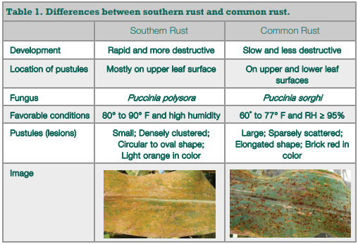 Identifying and Managing Southern Rust of Corn | Crop Science US