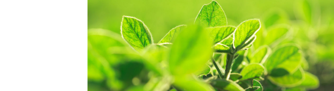 Soybean Traits | Bayer Crop Science Canada