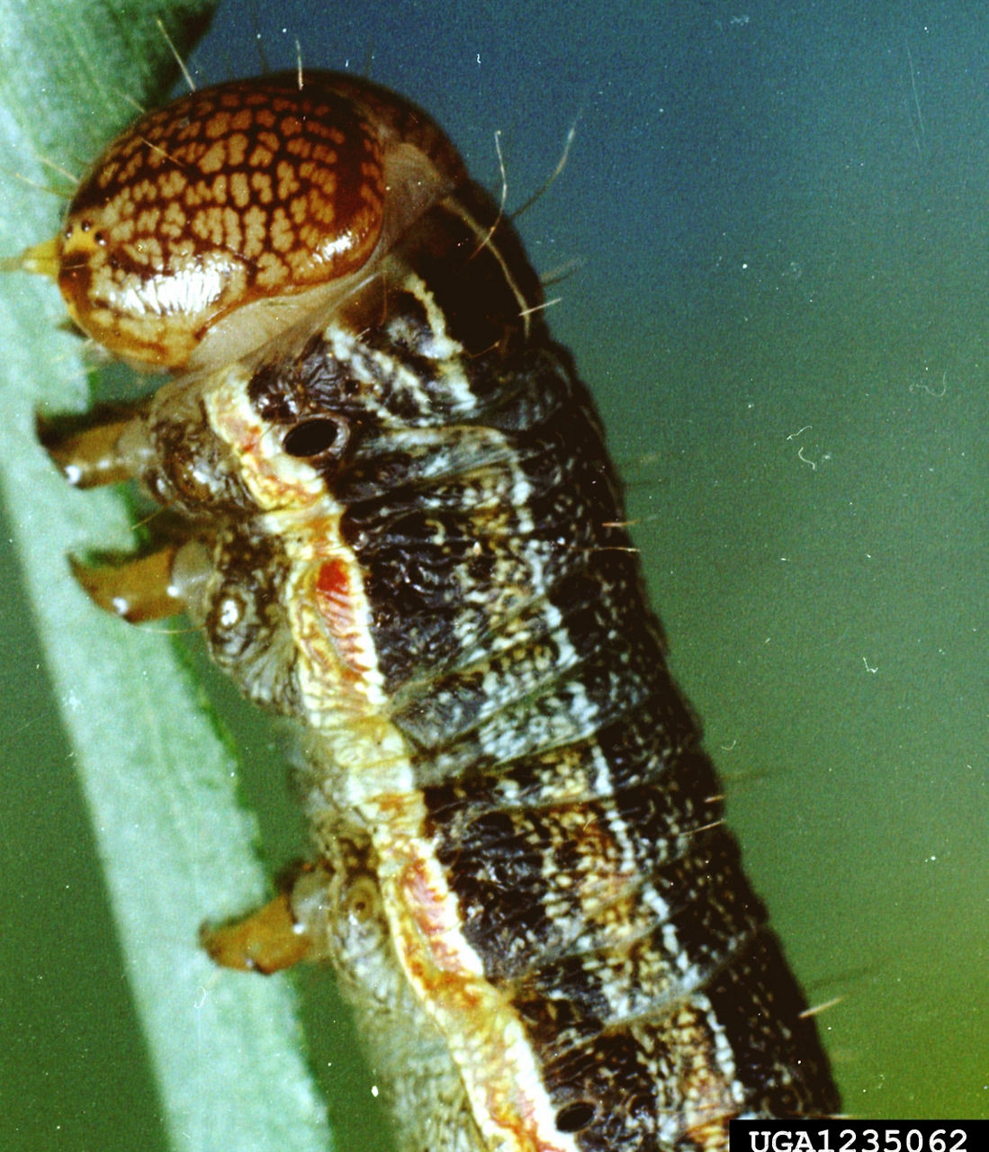 Wheat Insect Calendar | Crop Science US