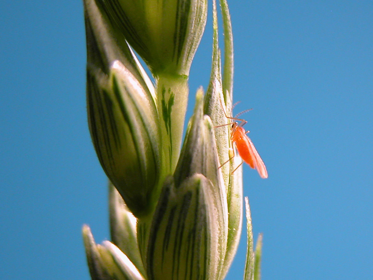 Wheat Insect Calendar | Crop Science US