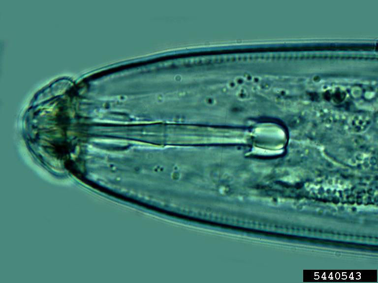 Parasitic Nematodes in Corn | Crop Science US
