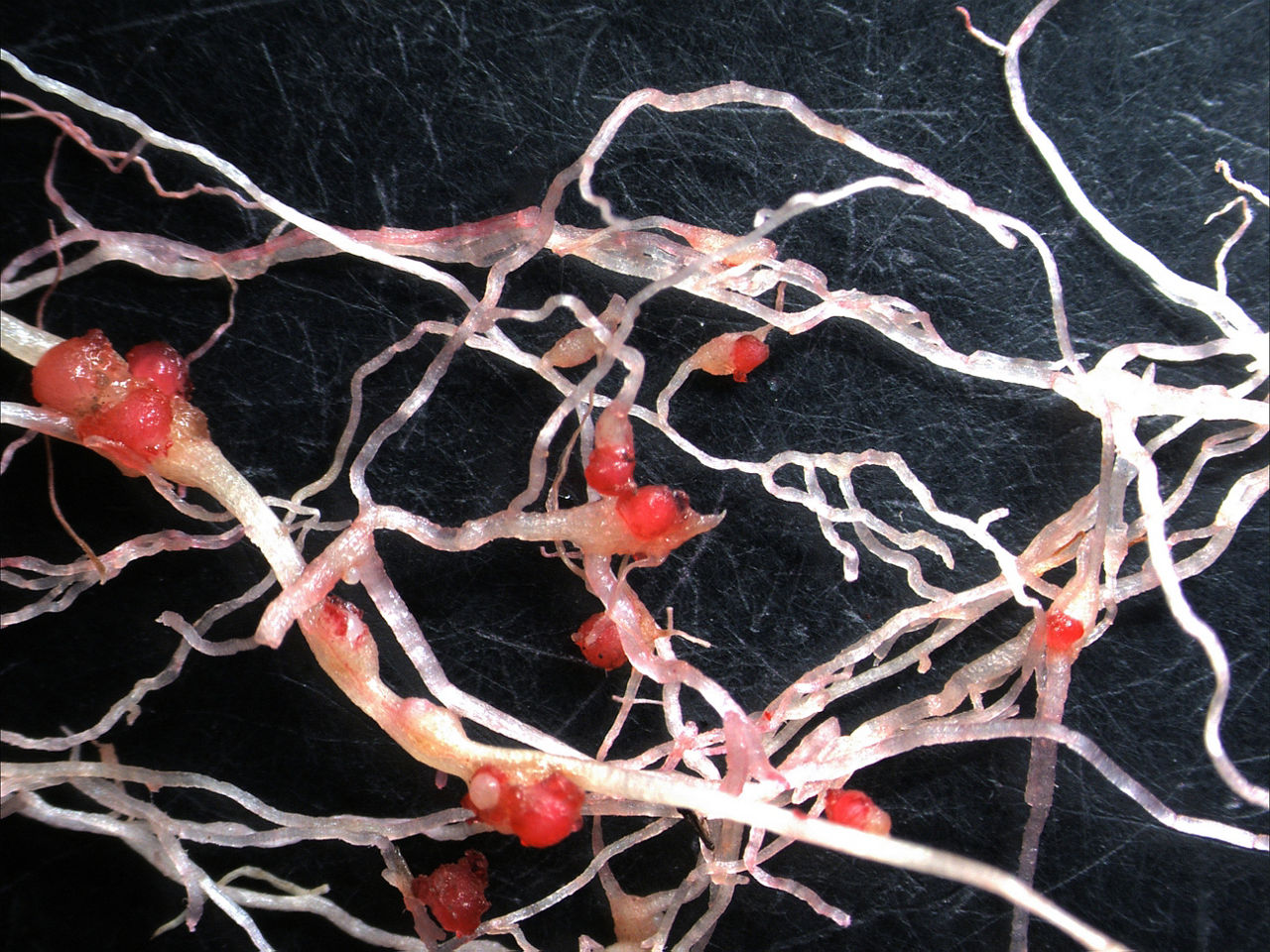 Parasitic Nematodes in Corn | Crop Science US