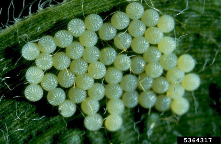 Management of Western Bean Cutworm in Corn | Crop Science US