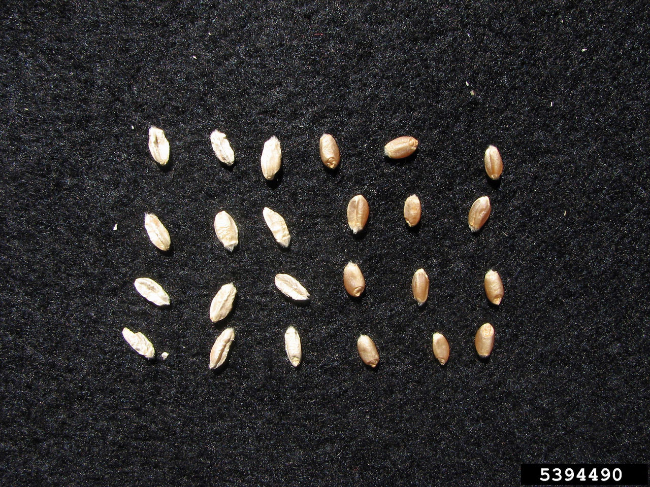 Managing Fusarium Head Blight in Winter Wheat | Crop Science US