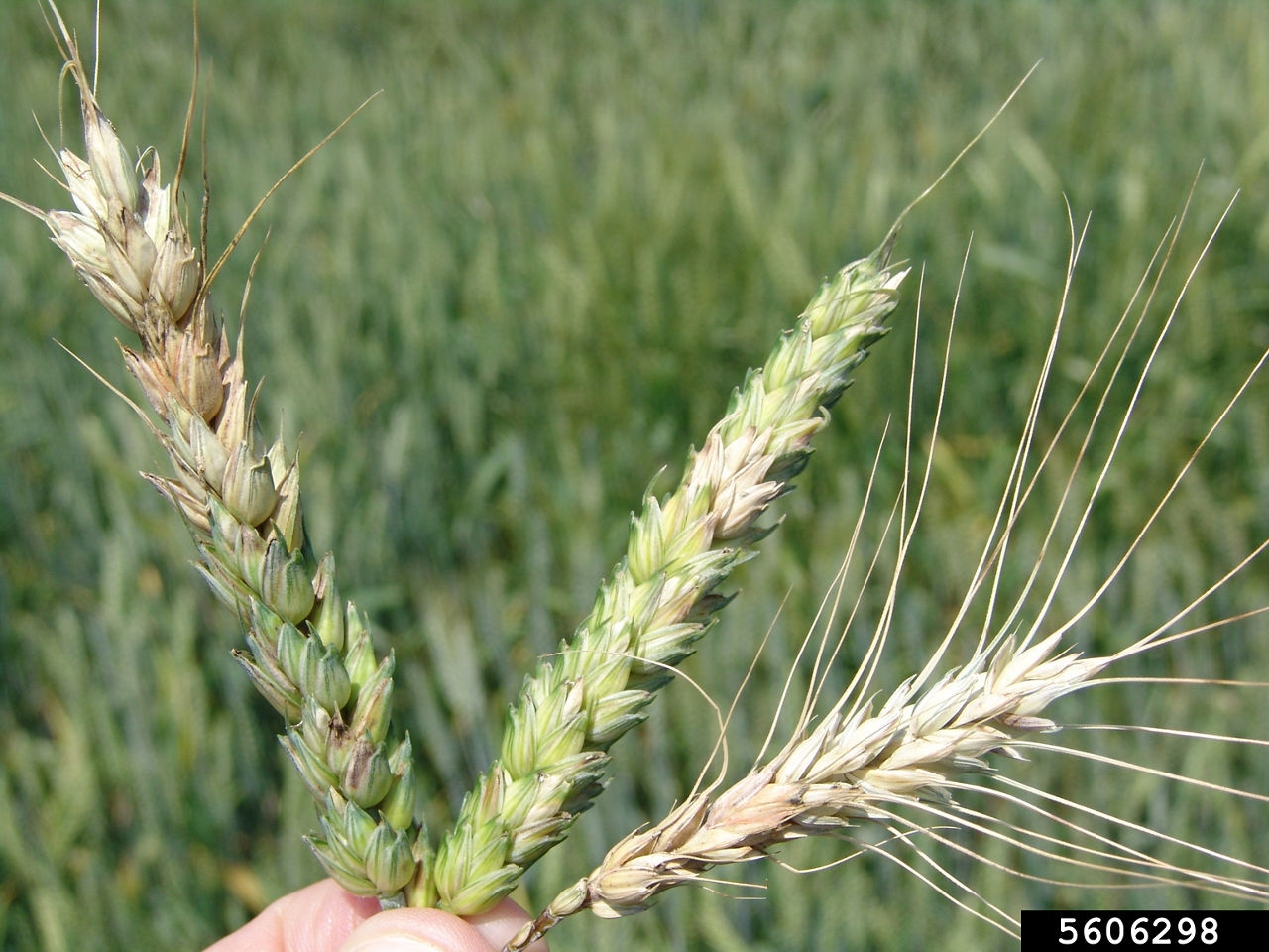 Managing Fusarium Head Blight in Winter Wheat | Crop Science US