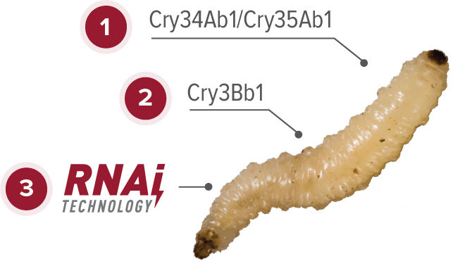 #TraitAnswers | What Makes SmartStax® Pro with RNAi Technology ...