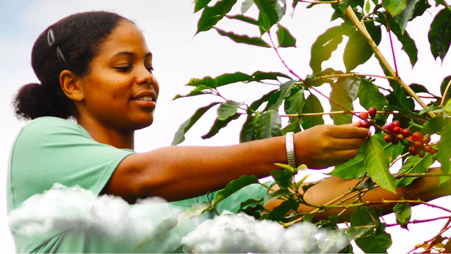 Antracnose (Colletotrichum truncatum) | Agro Bayer